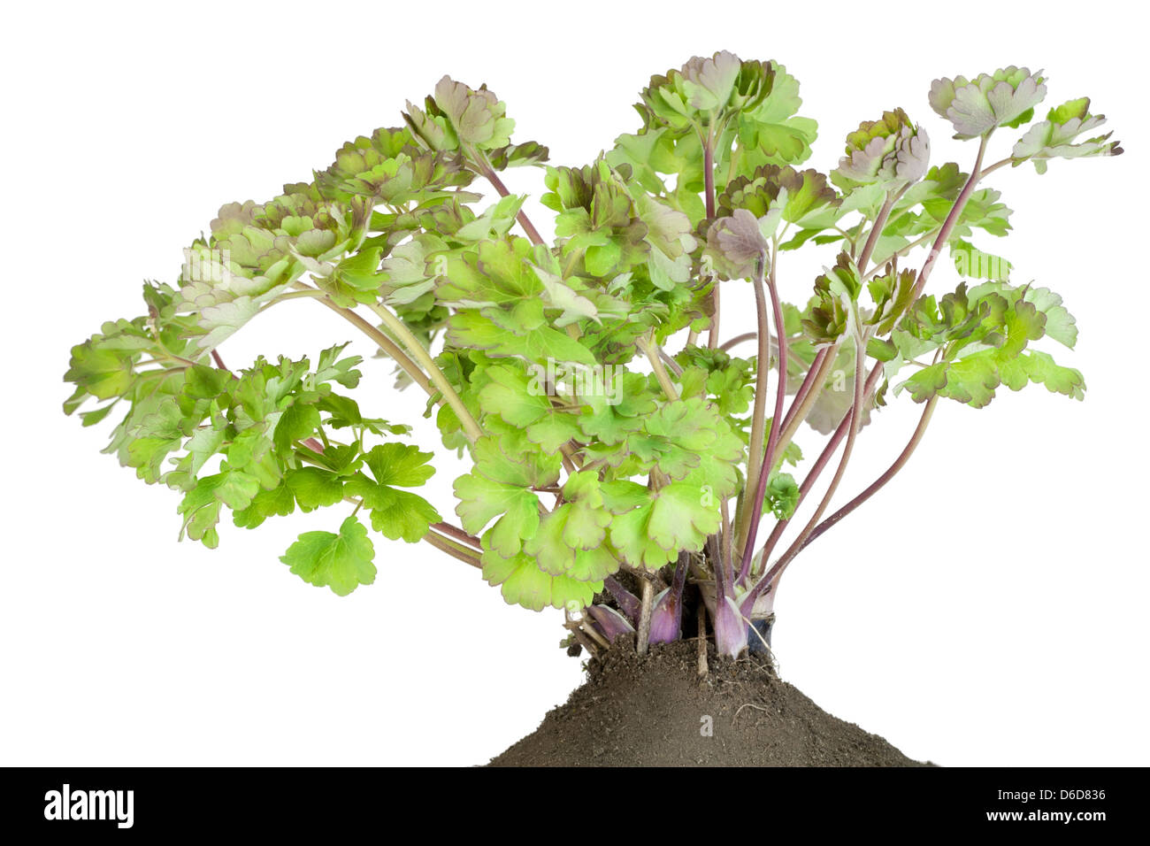 Young sapling first spring garden flower Stock Photo - Alamy