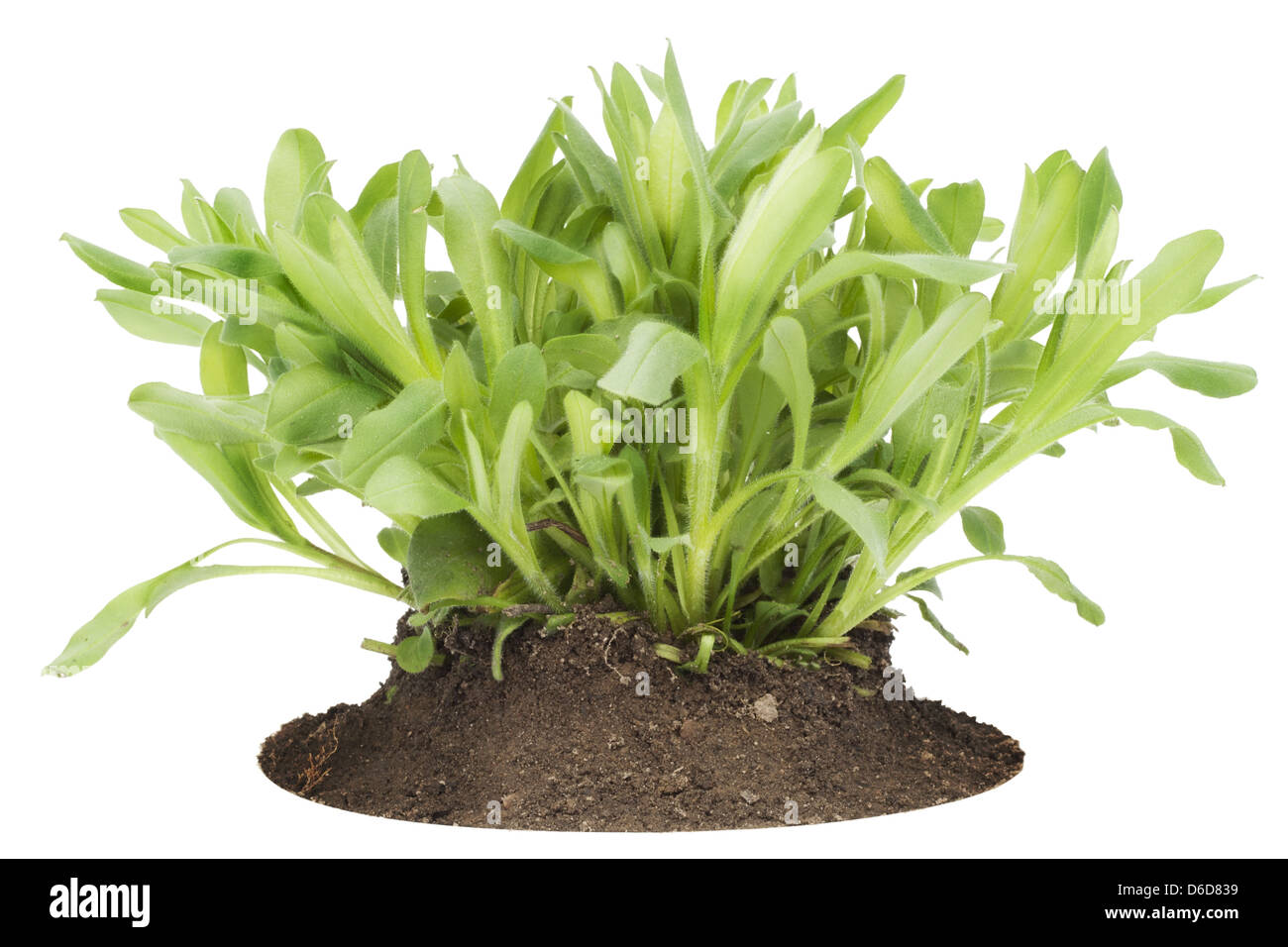 Flower sapling hi-res stock photography and images - Alamy