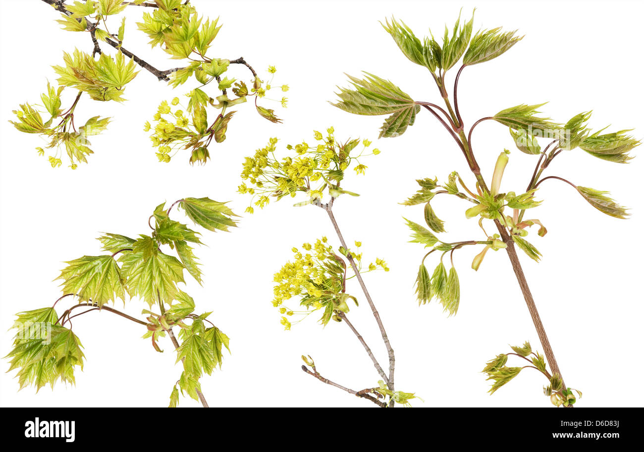 Closeup tree branches Cut Out Stock Images & Pictures - Alamy