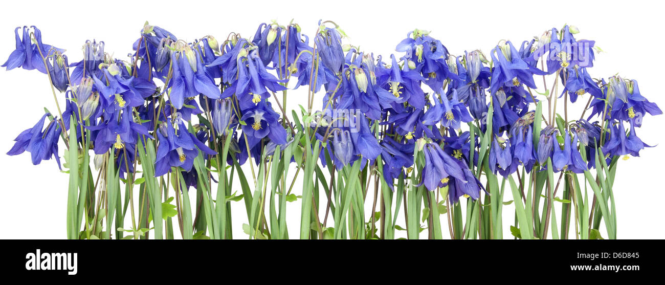 Isolated blue spring flowers Stock Photo - Alamy