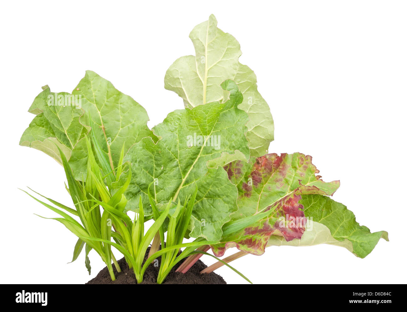 Garden Rhubarb vegetable plant Stock Photo - Alamy