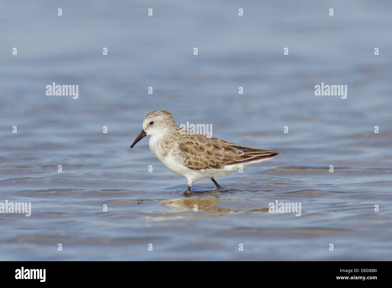 Adult little stint breeding plumage hi-res stock photography and images ...