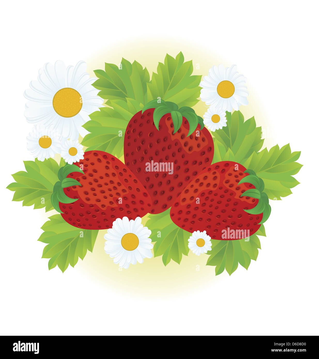 Daisy flowers vector Cut Out Stock Images & Pictures - Alamy