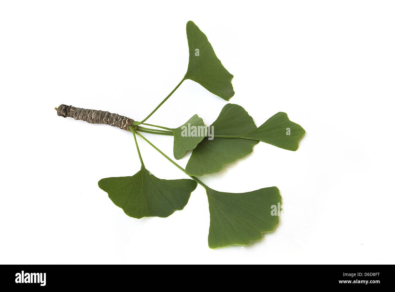 Chinese herbal medici hi-res stock photography and images - Alamy