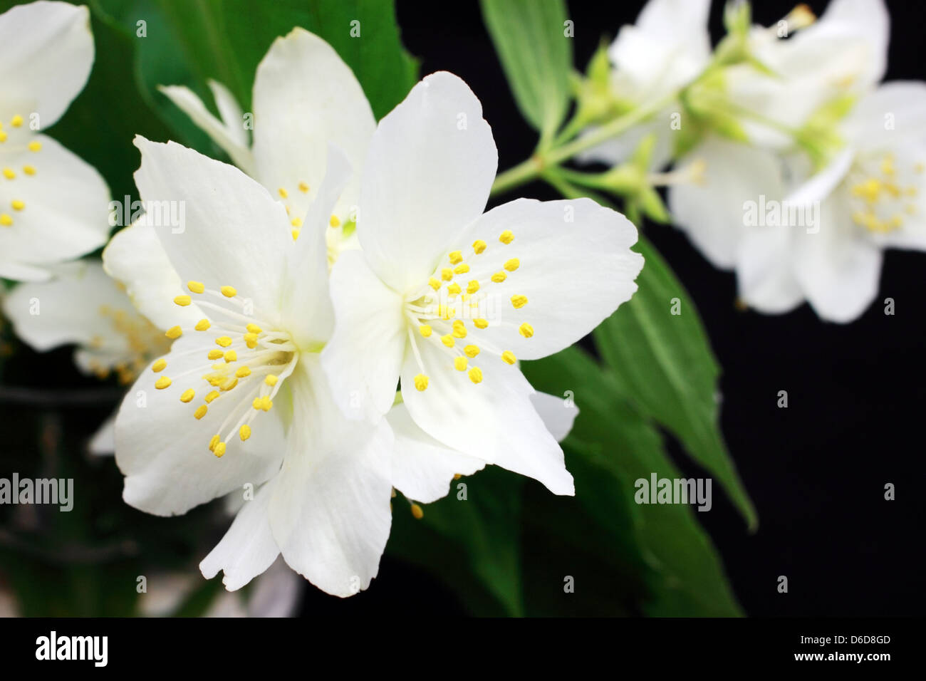 Tree jasmine hi-res stock photography and images - Alamy