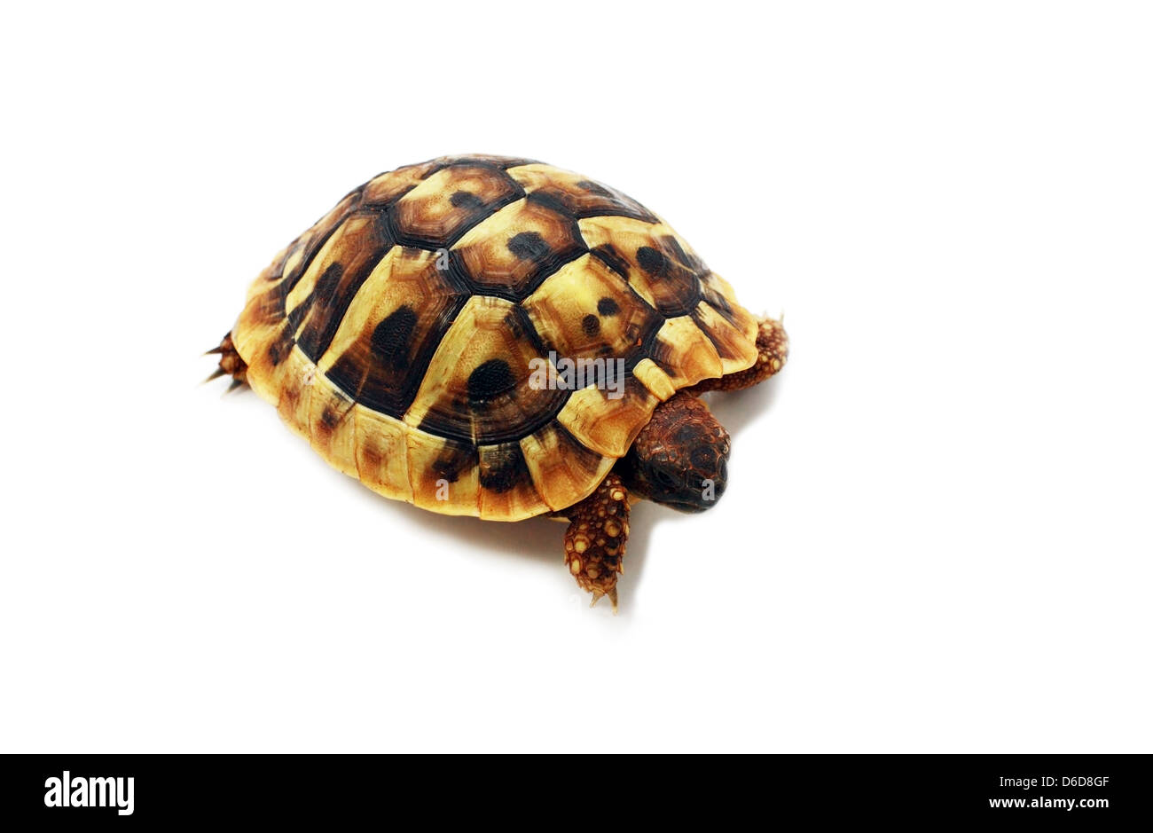Testudo hermanni shell hi-res stock photography and images - Alamy