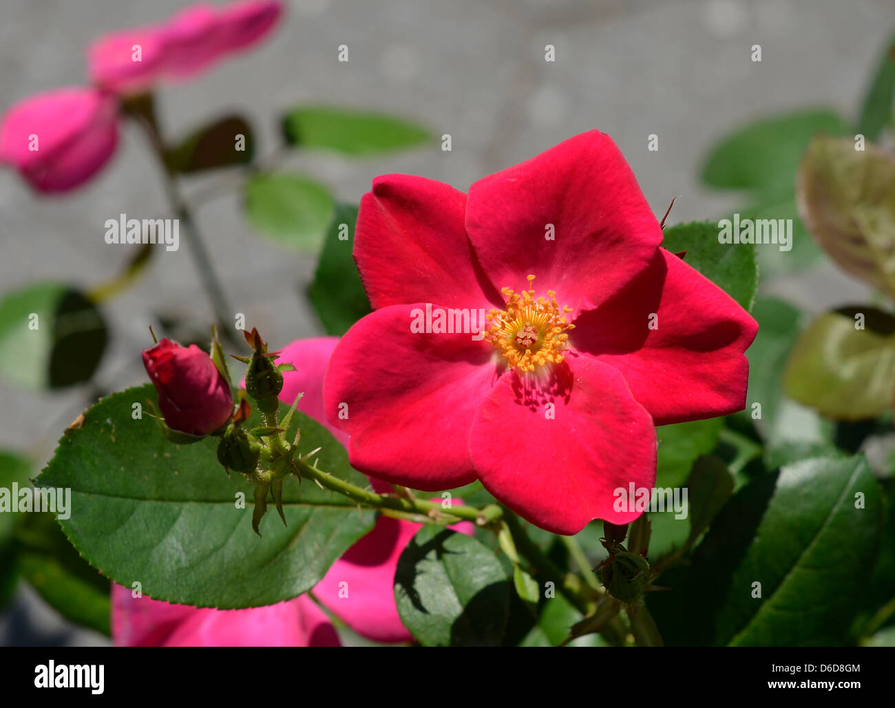 Red tea roses Stock Photo - Alamy