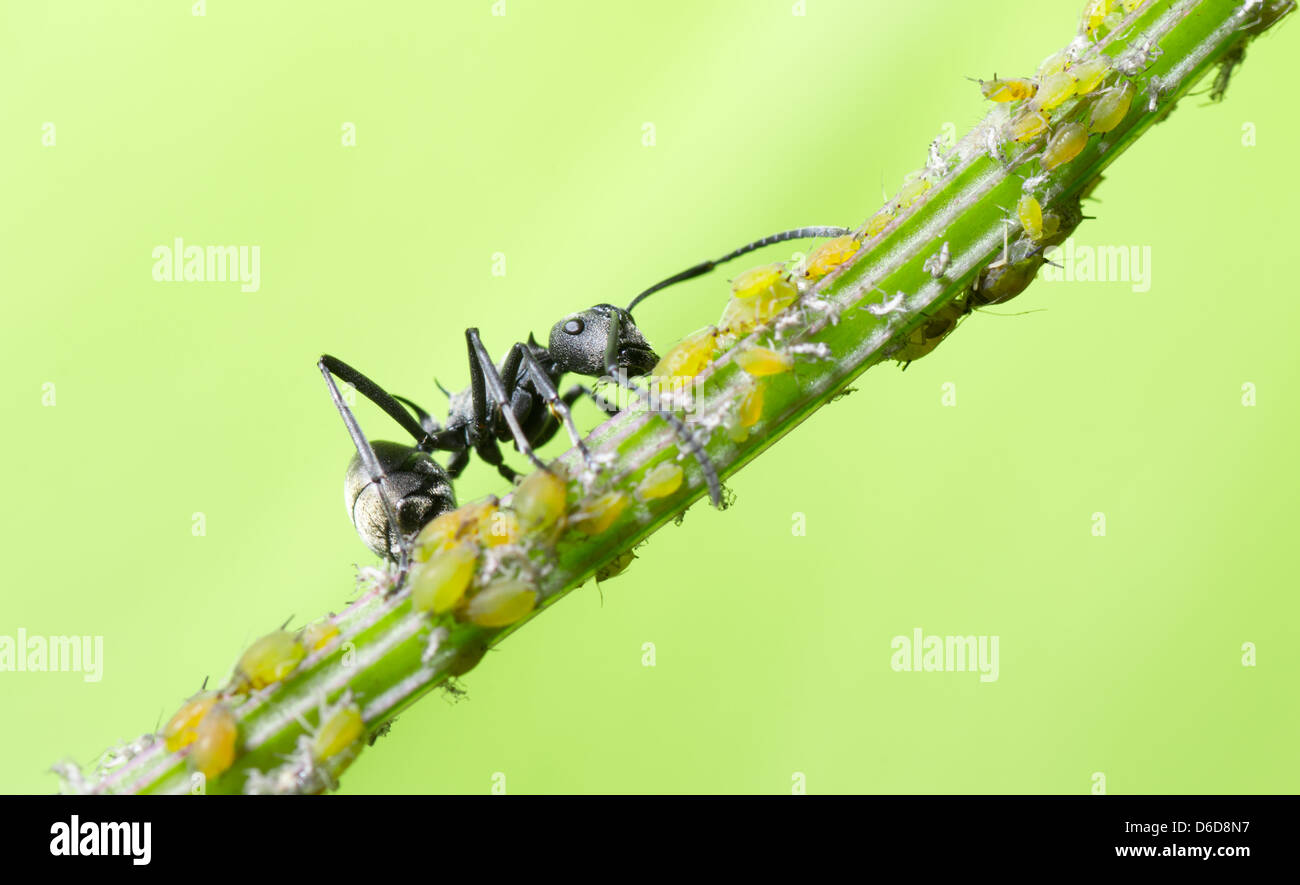 Ant insect hi-res stock photography and images - Alamy