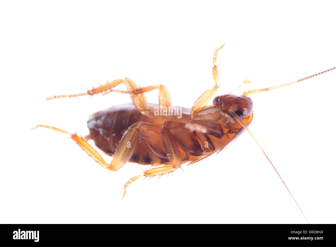 insect cockroach bug Stock Photo - Alamy