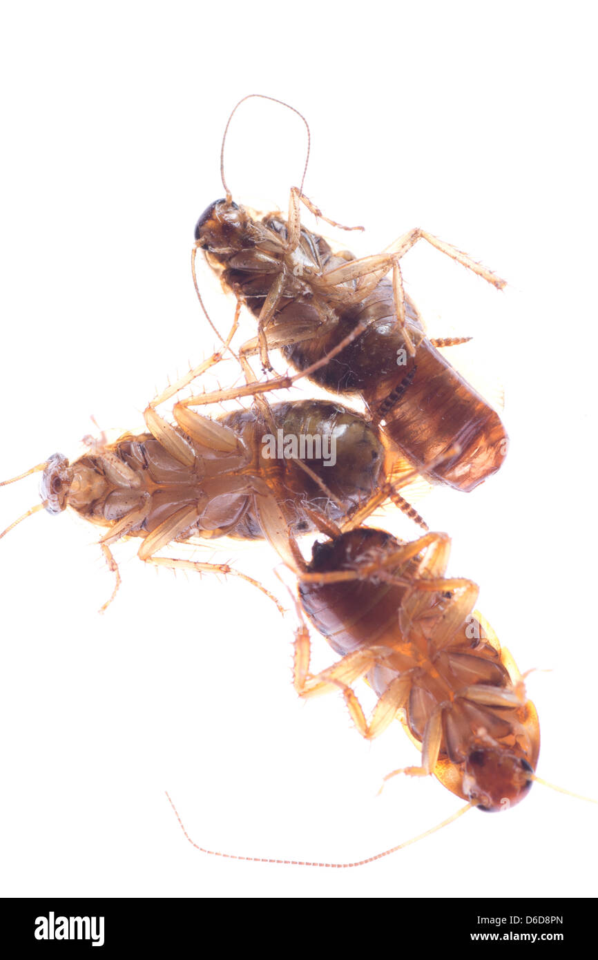 Dead insect body hi-res stock photography and images - Alamy