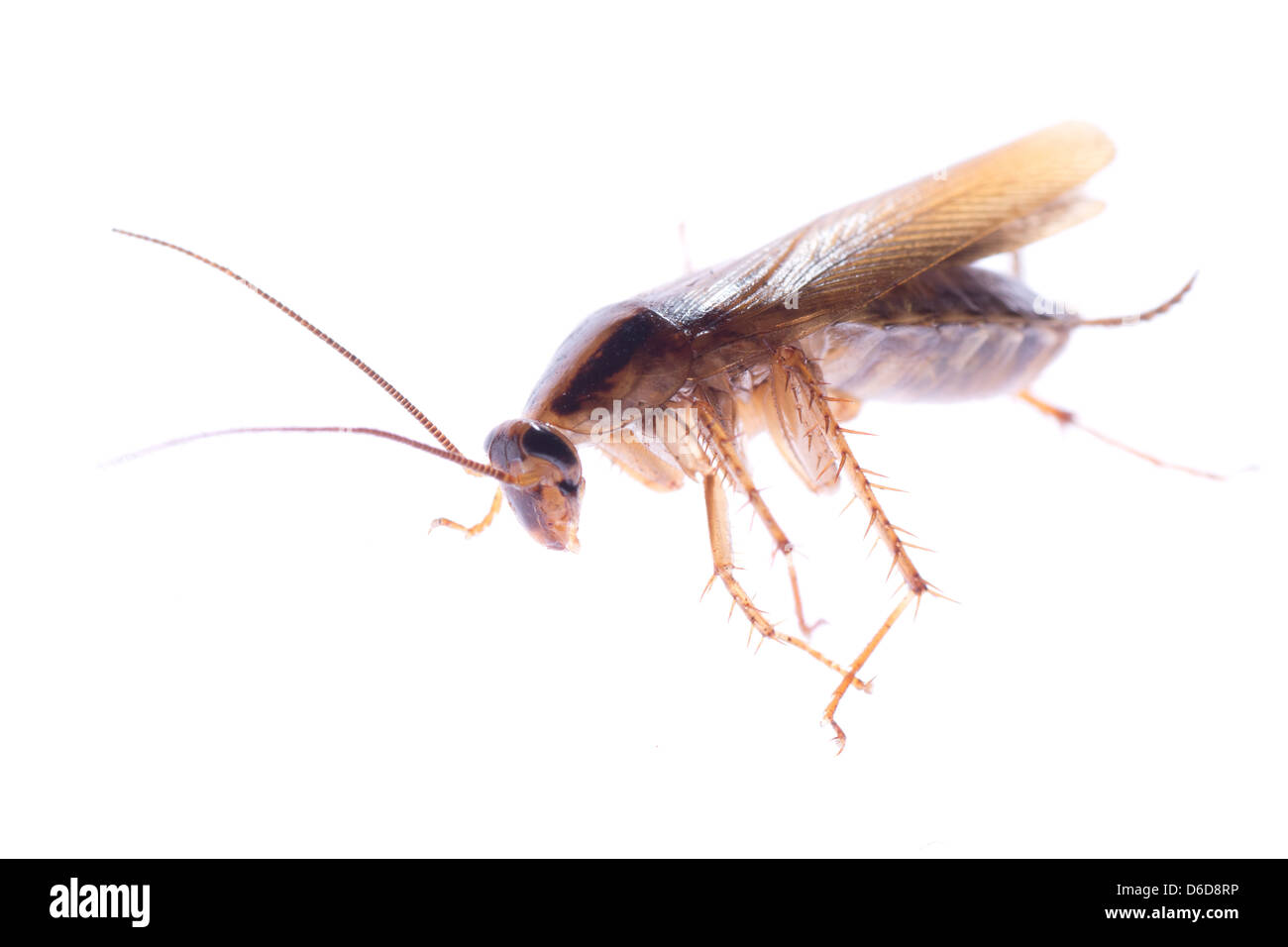 insect cockroach bug Stock Photo - Alamy
