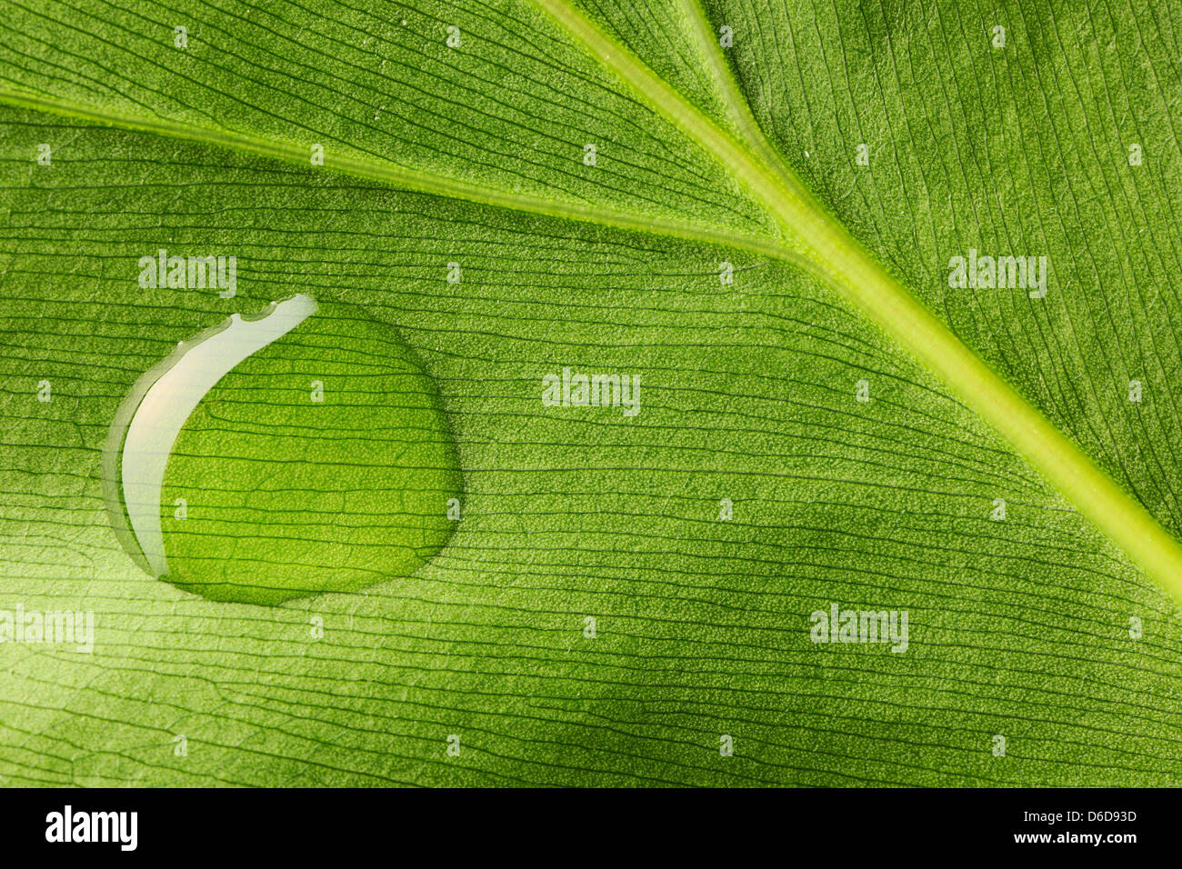 Water drop on leaf Stock Photo - Alamy
