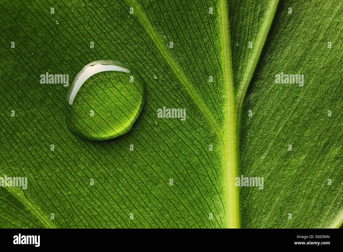 Water drop on leaf Stock Photo - Alamy