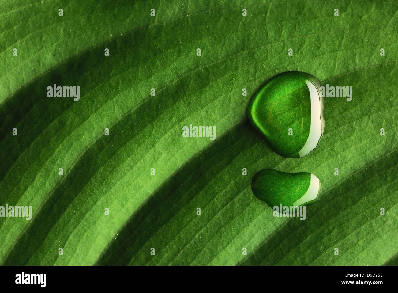 Water drop on leaf Stock Photo - Alamy