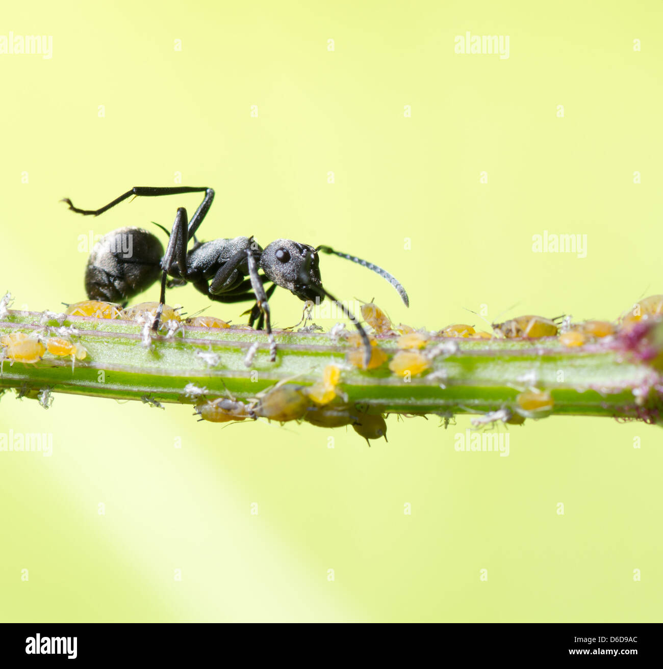 Ant ecology hi-res stock photography and images - Alamy