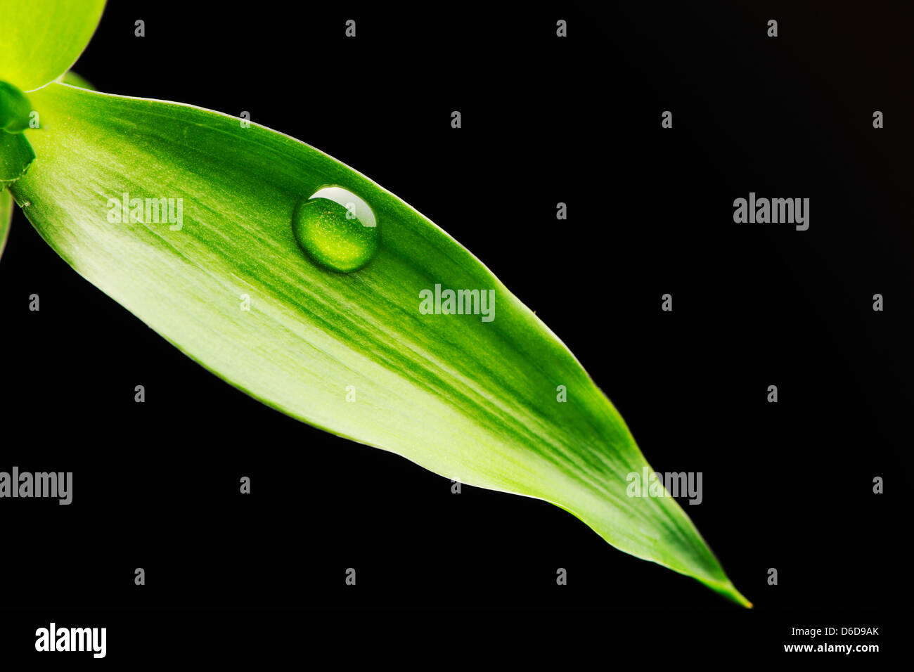 Water drop on leaf Stock Photo - Alamy