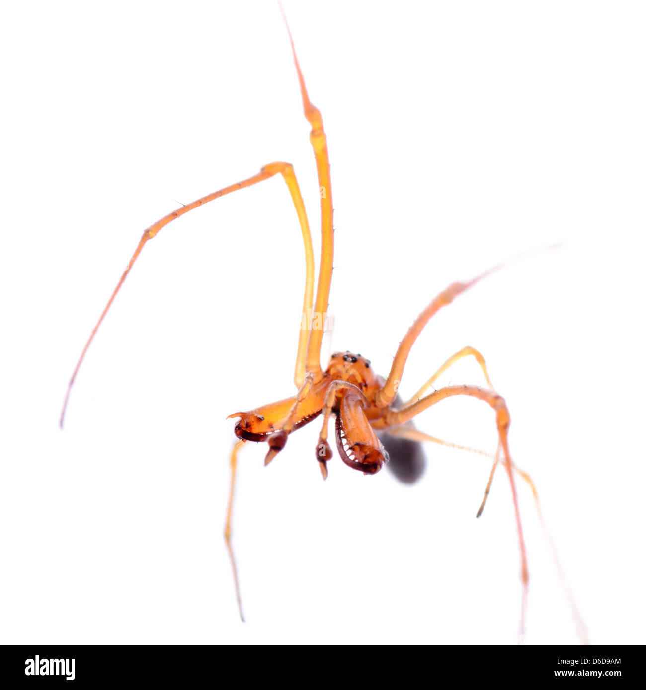 Spider front view Cut Out Stock Images & Pictures - Alamy