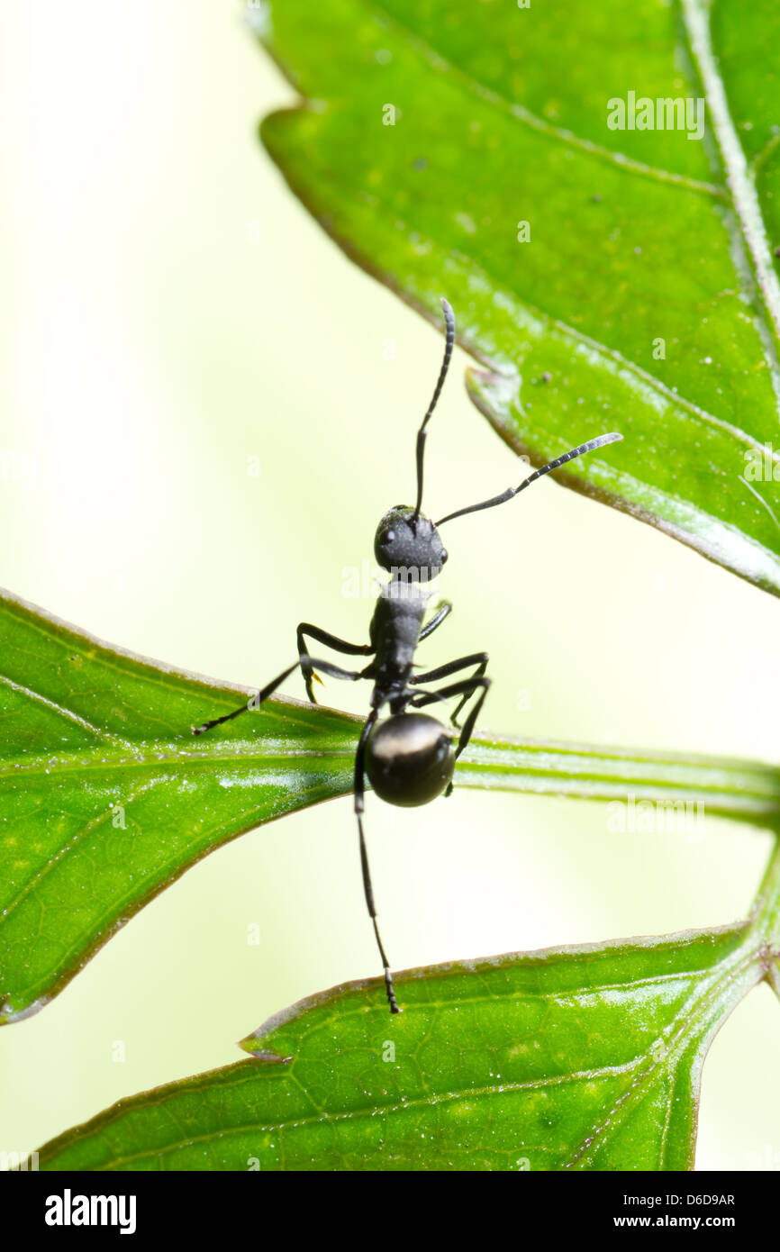 Ant insect hi-res stock photography and images - Alamy