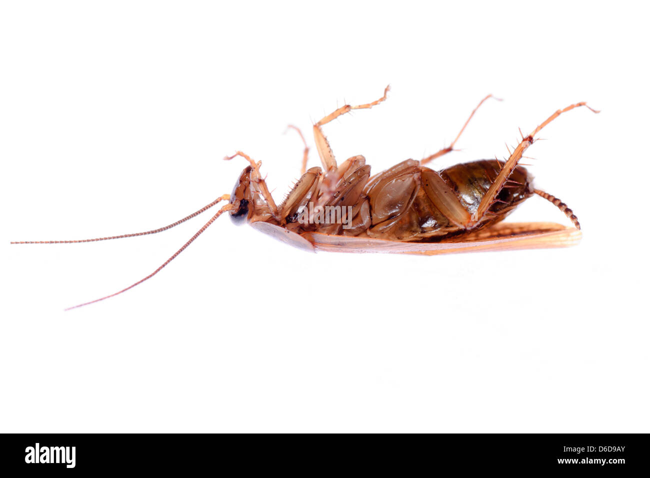insect cockroach bug Stock Photo - Alamy