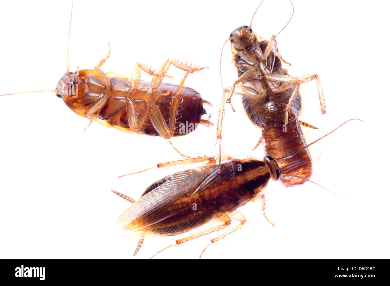 dead insect cockroach bug Stock Photo - Alamy