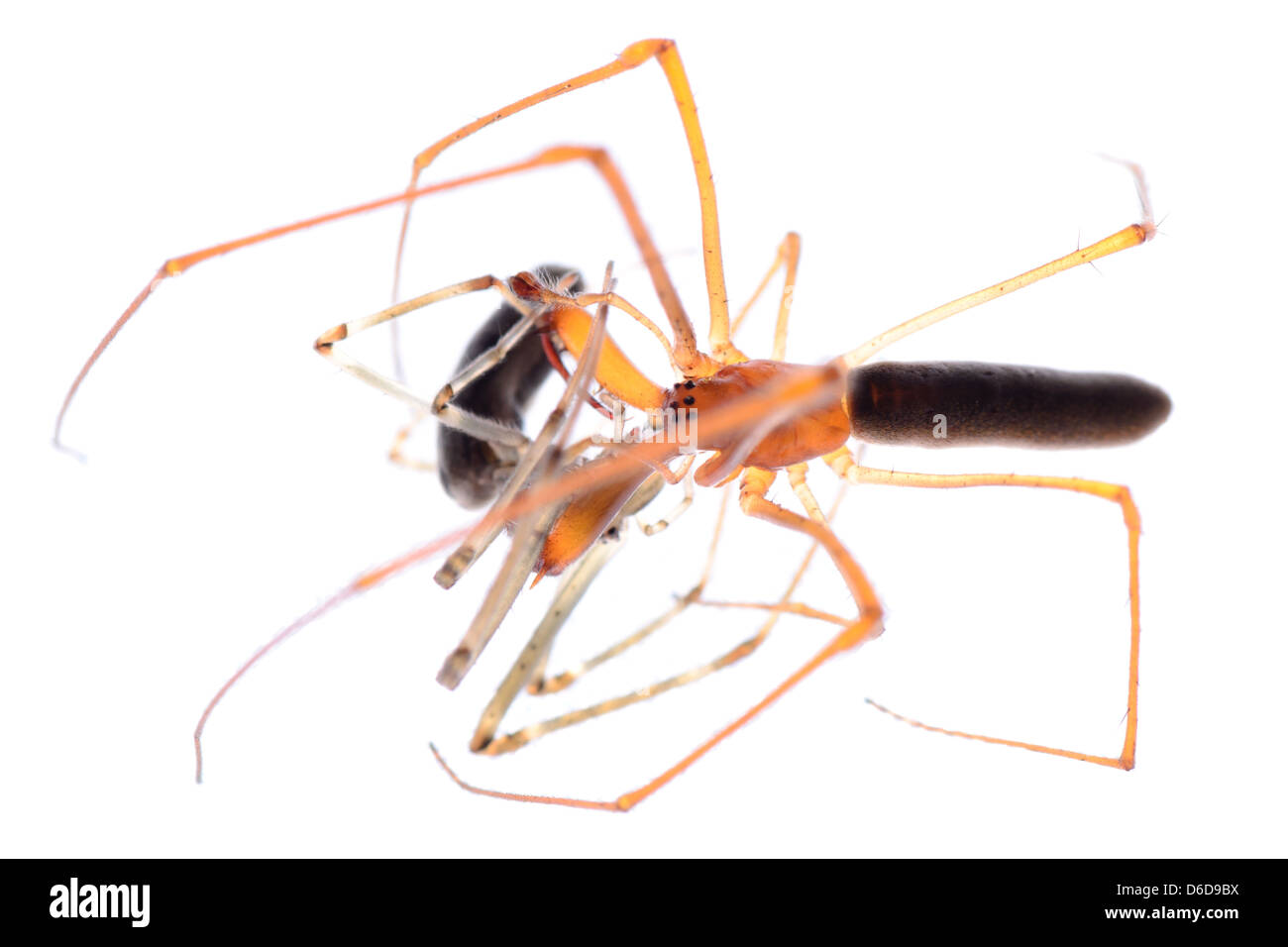 animal spider fight Stock Photo - Alamy