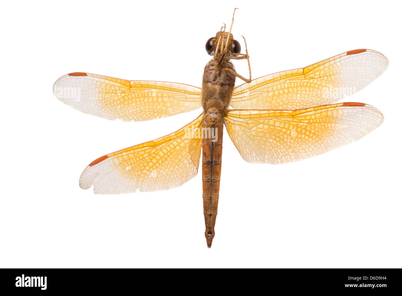 Black insect thorax Cut Out Stock Images & Pictures - Alamy