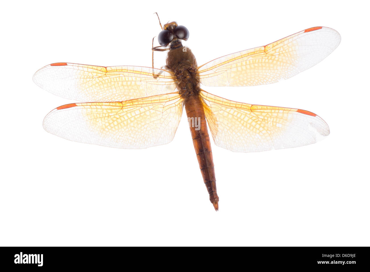 Long body insect Cut Out Stock Images & Pictures - Alamy