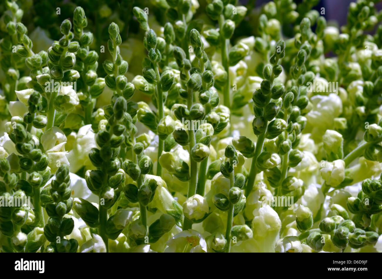 Bush white mallow Stock Photo - Alamy