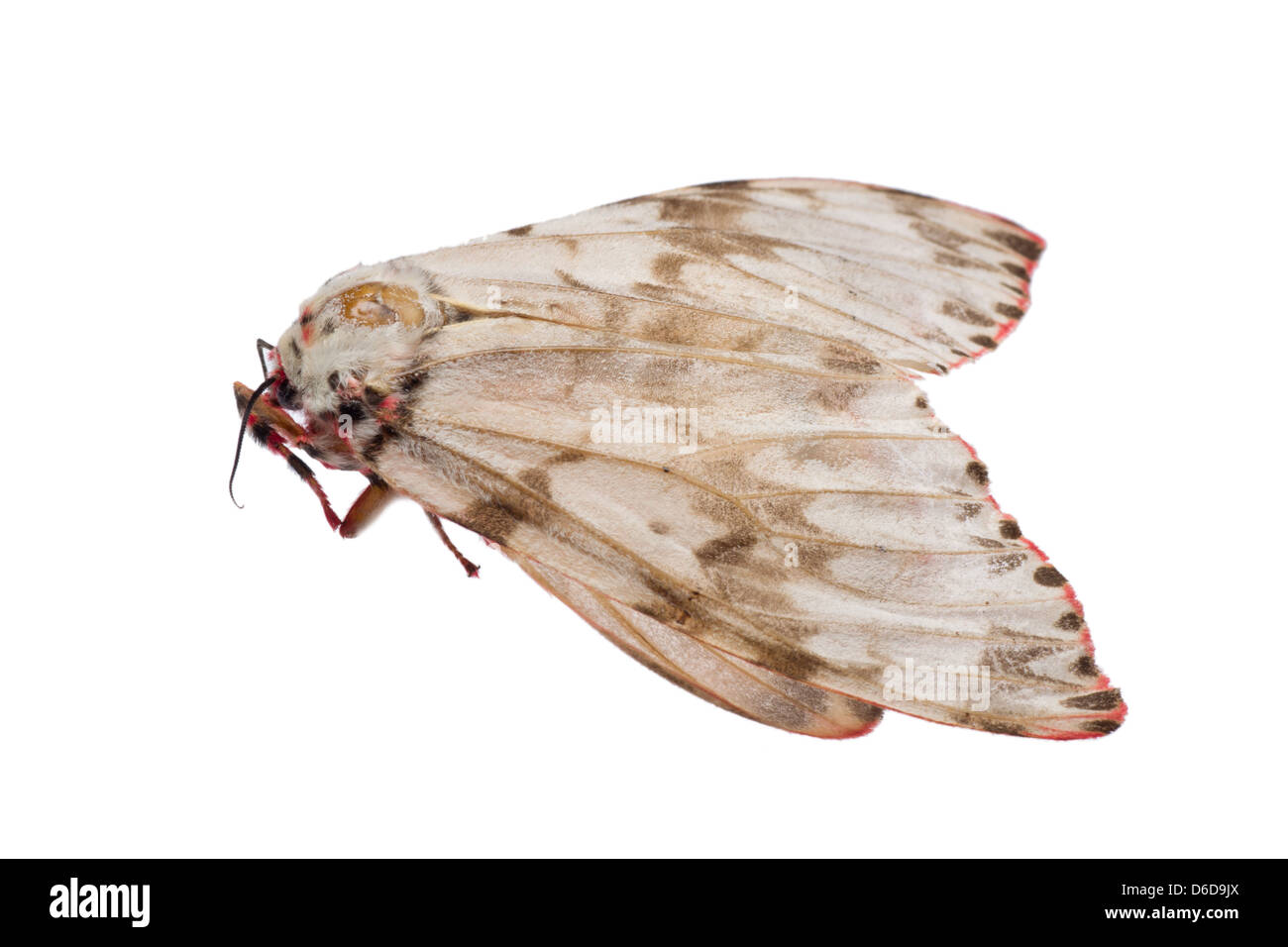 Fairy moth Cut Out Stock Images & Pictures - Alamy