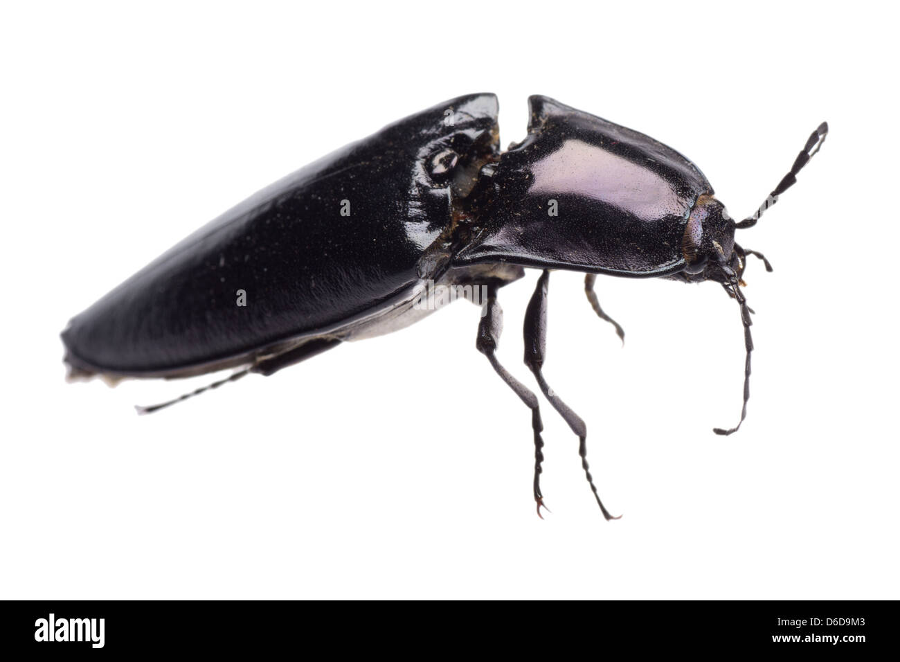 Insect close focus Cut Out Stock Images & Pictures - Alamy