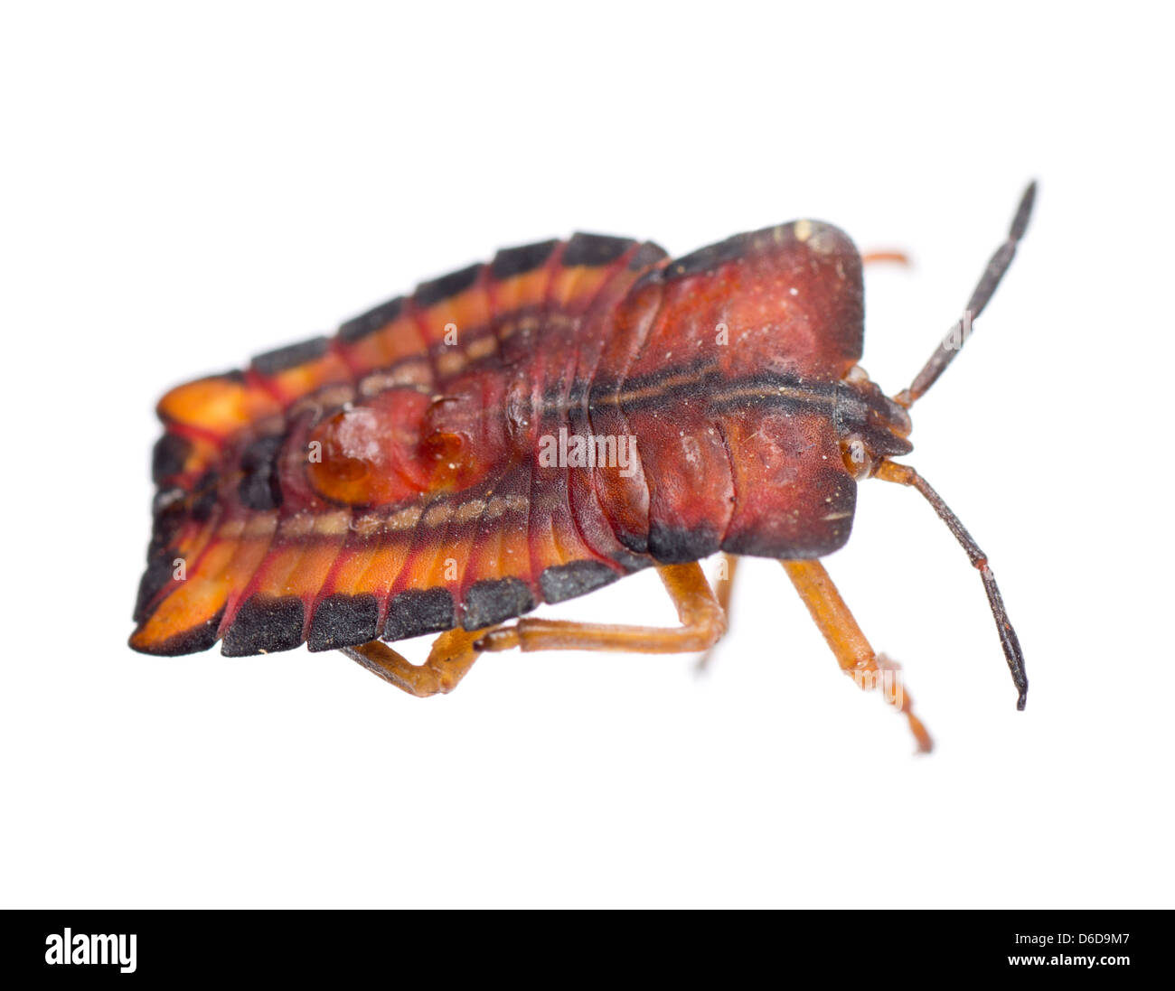 insect stink bug Stock Photo - Alamy