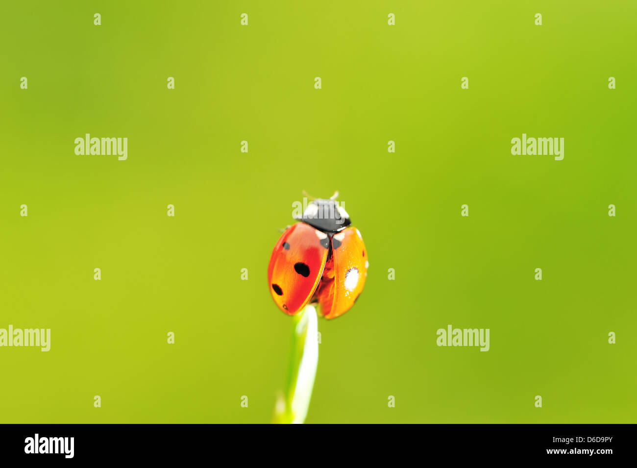 Ladybug ready to fly Stock Photo - Alamy