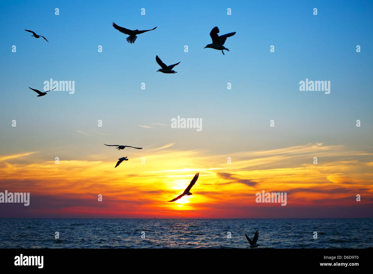 Seagulls at Sunset Stock Photo - Alamy