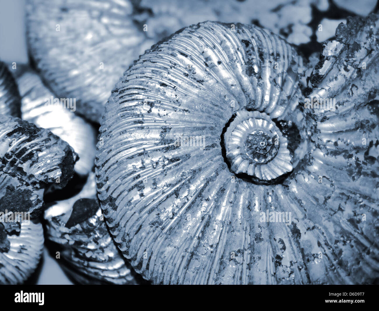 Circle shell fossil hi-res stock photography and images - Alamy