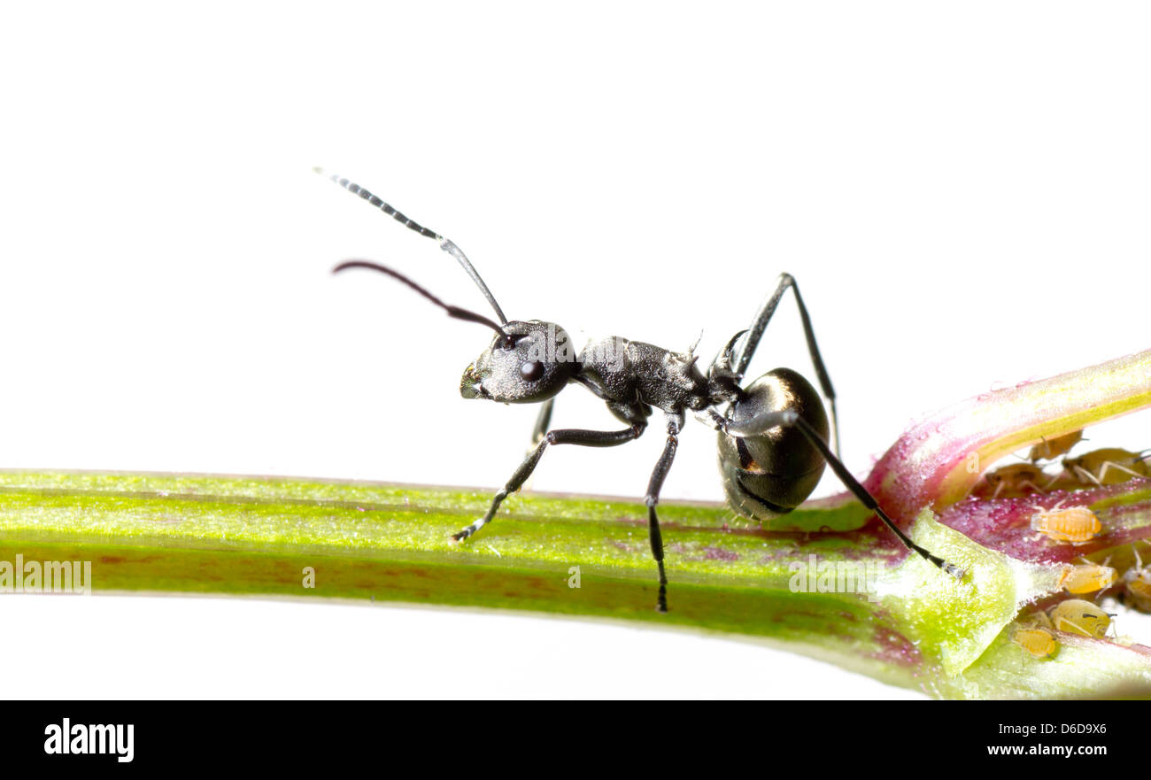 Insect ant hi-res stock photography and images - Alamy