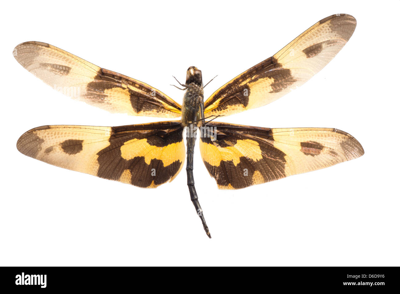 Long body insect Cut Out Stock Images & Pictures - Alamy