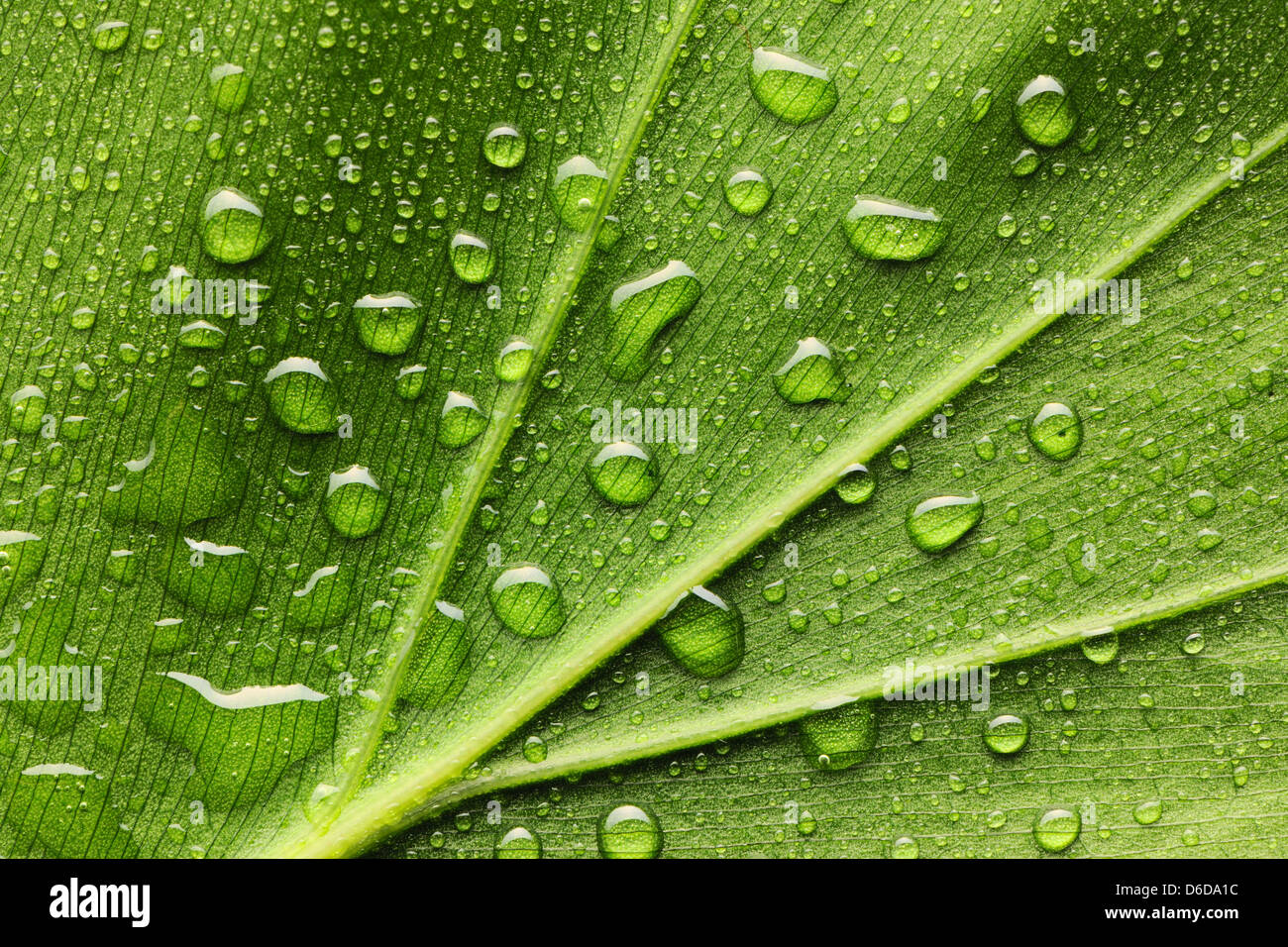 Water drops on leaf Stock Photo - Alamy