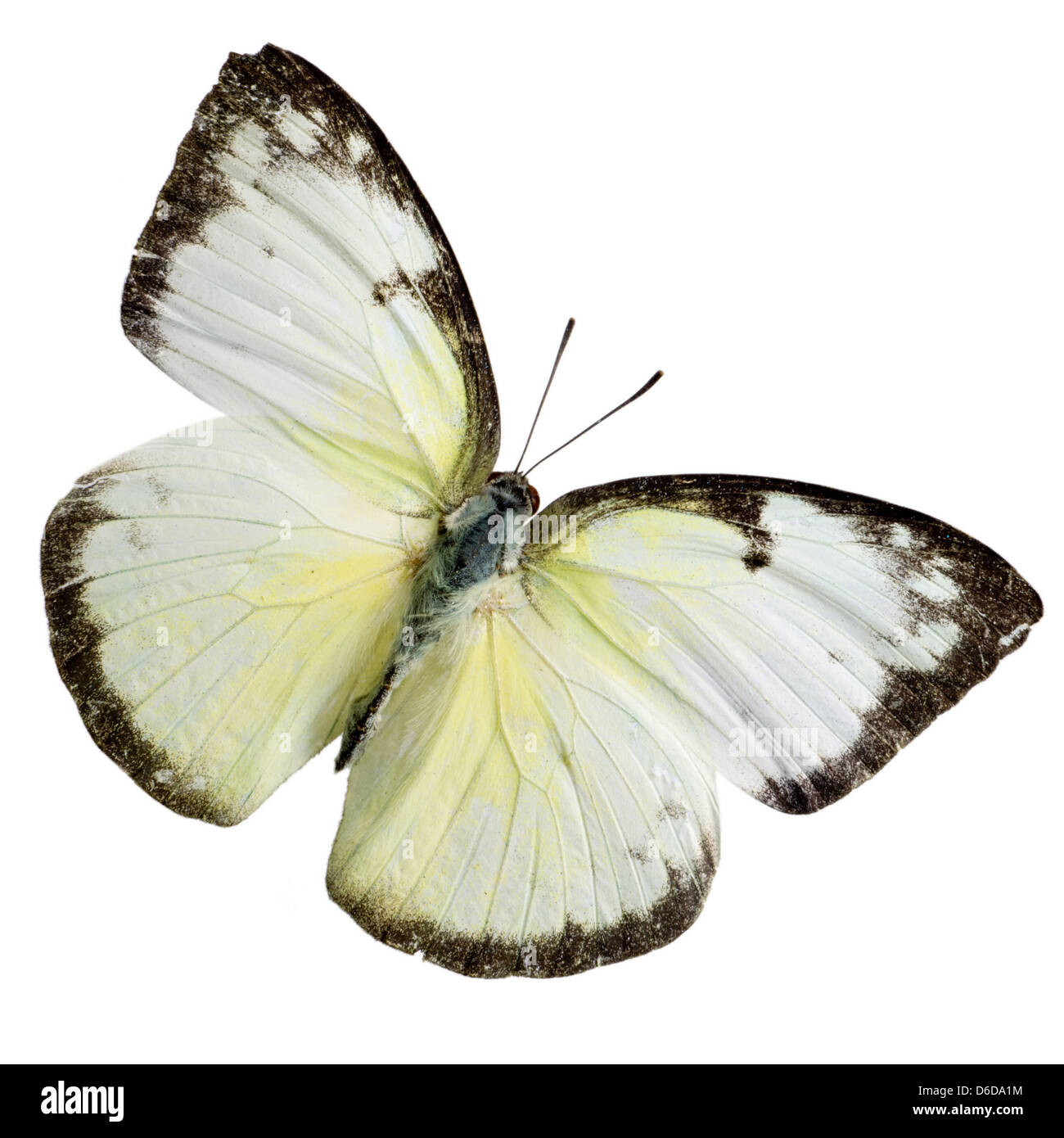 insect butterfly isolated Stock Photo - Alamy