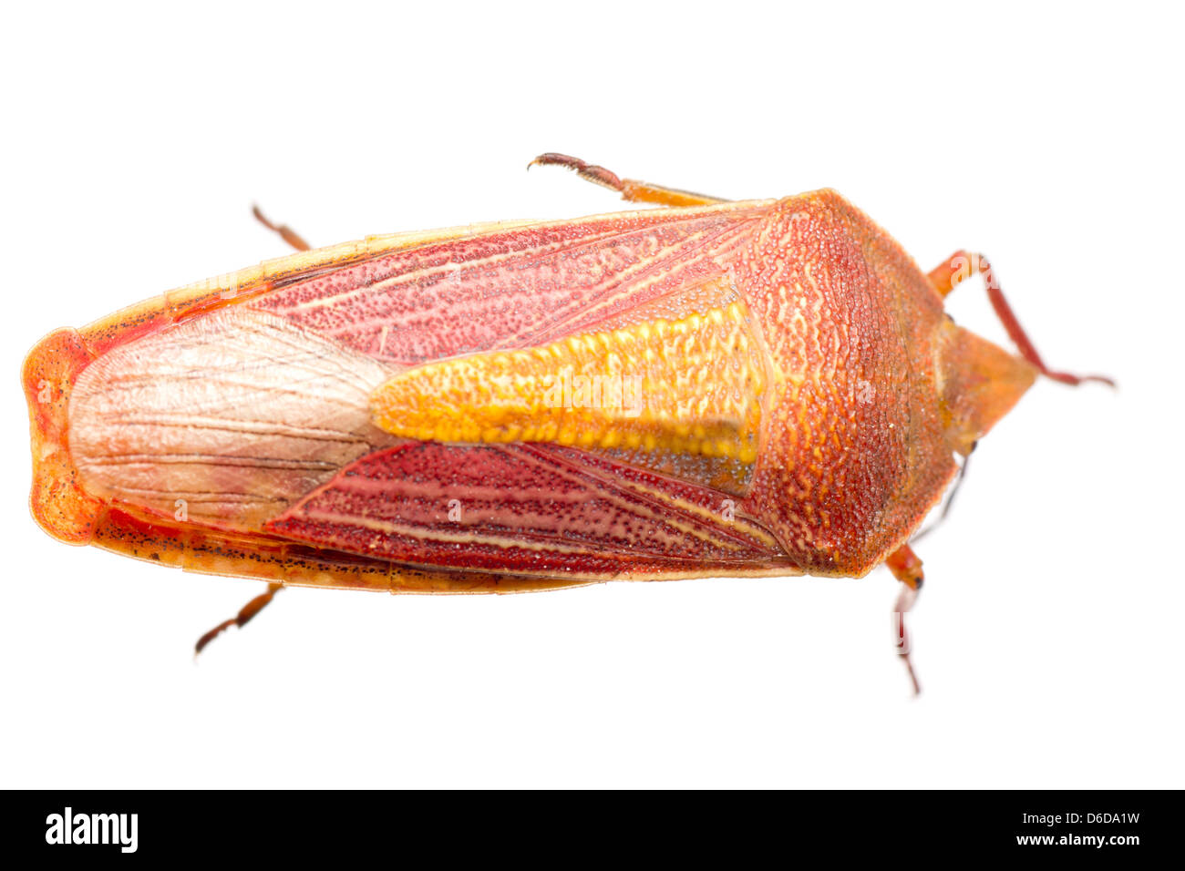 insect stink bug Stock Photo - Alamy