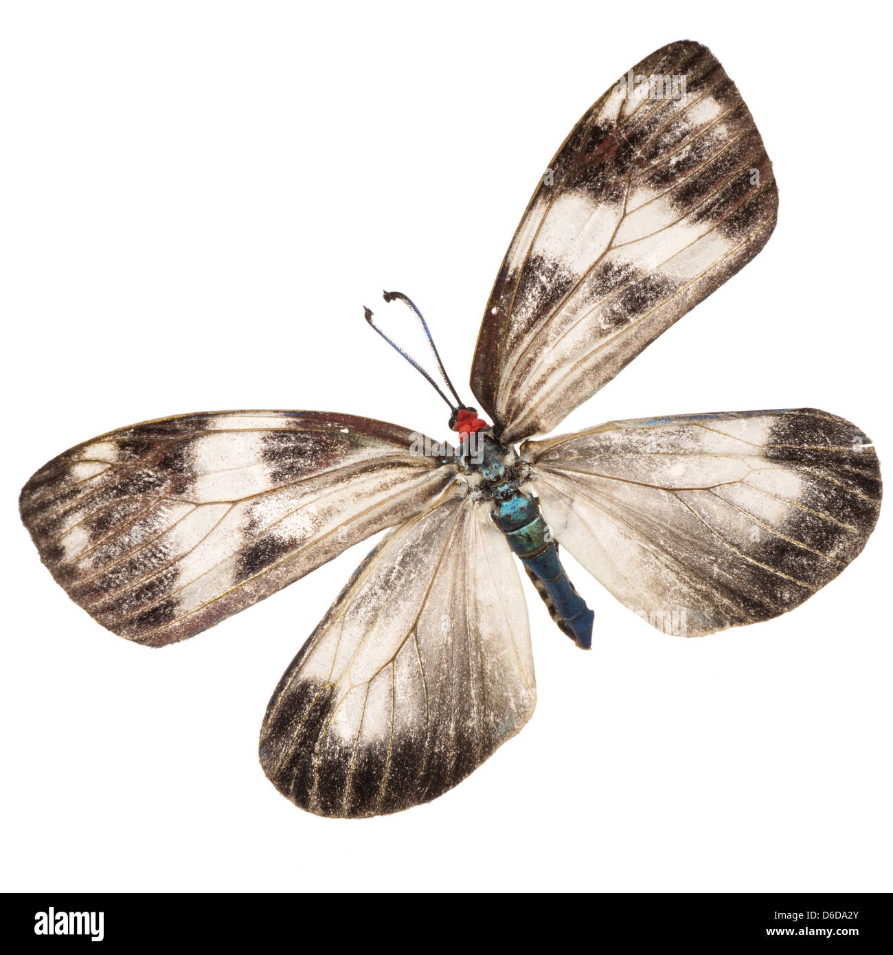 insect butterfly isolated Stock Photo - Alamy