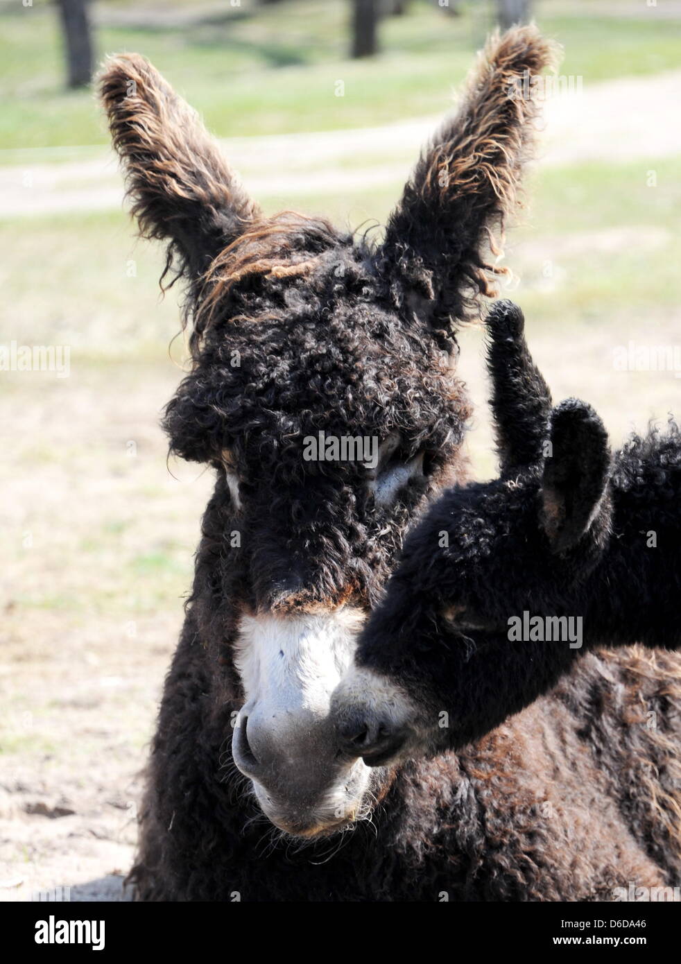 Poitou donkey fole 'D'Artagnan' stands next to its mother 'Ulotte du ...