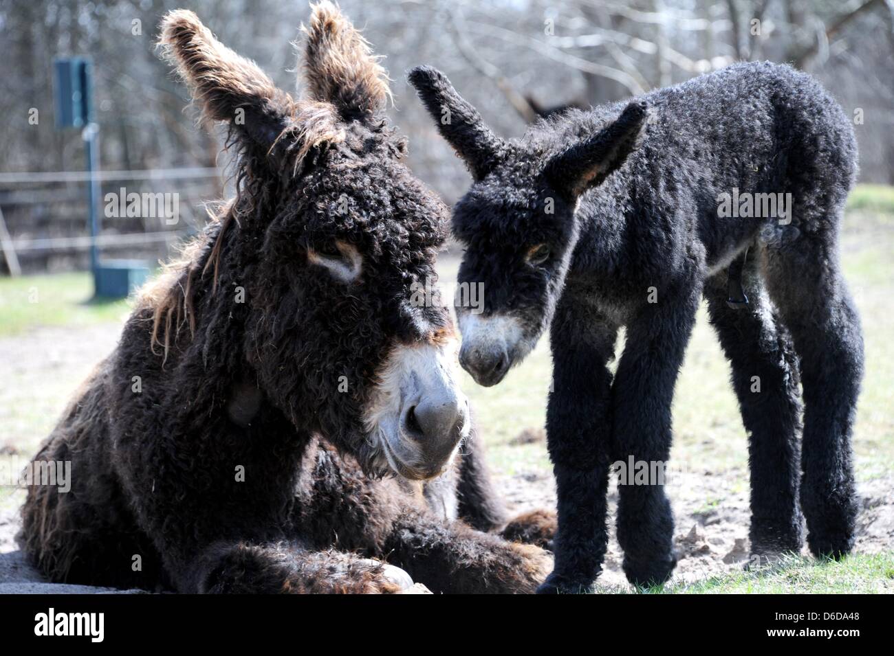 Young poitou donkey hi-res stock photography and images - Alamy