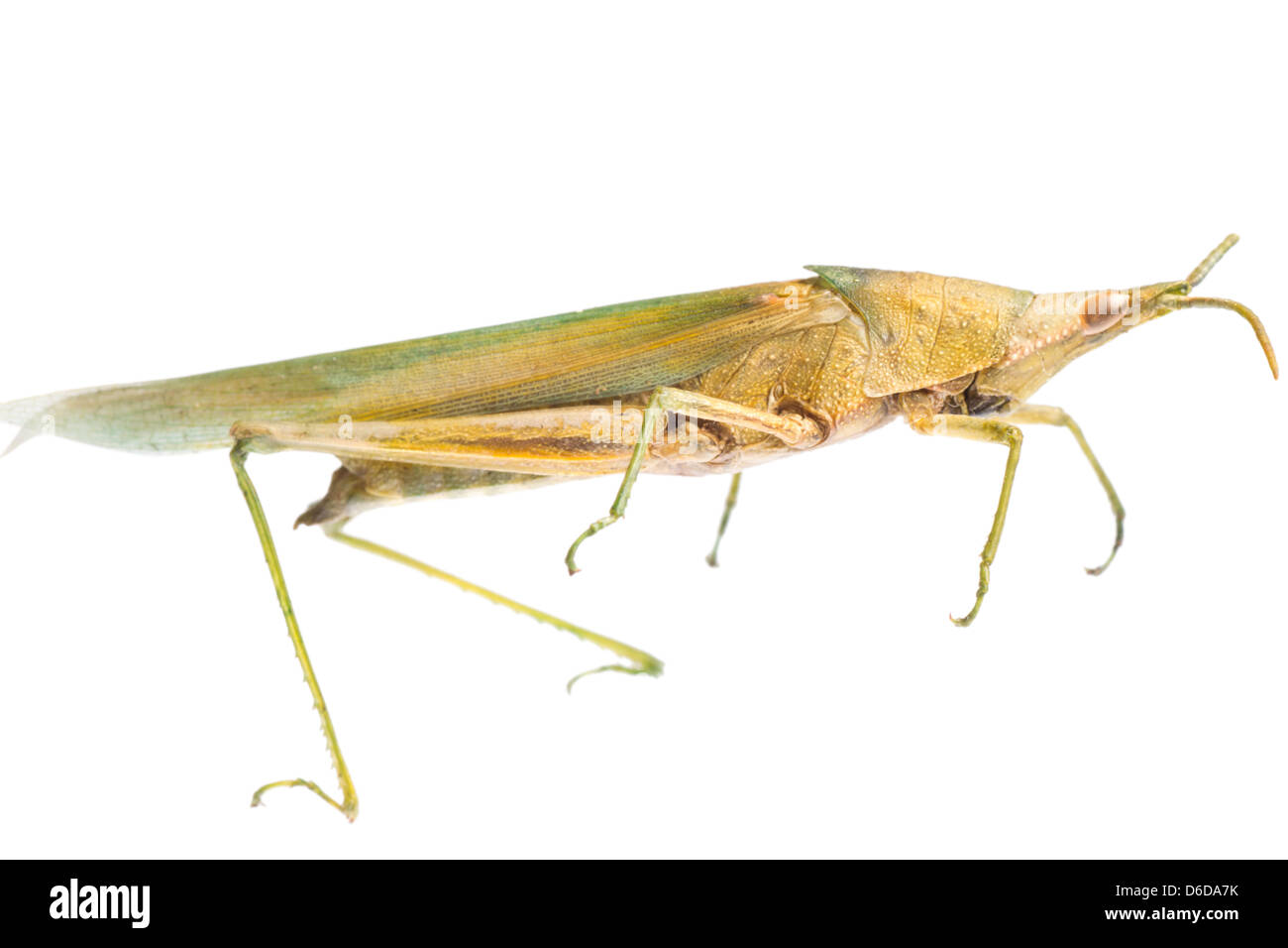 insect grasshopper locust Stock Photo - Alamy