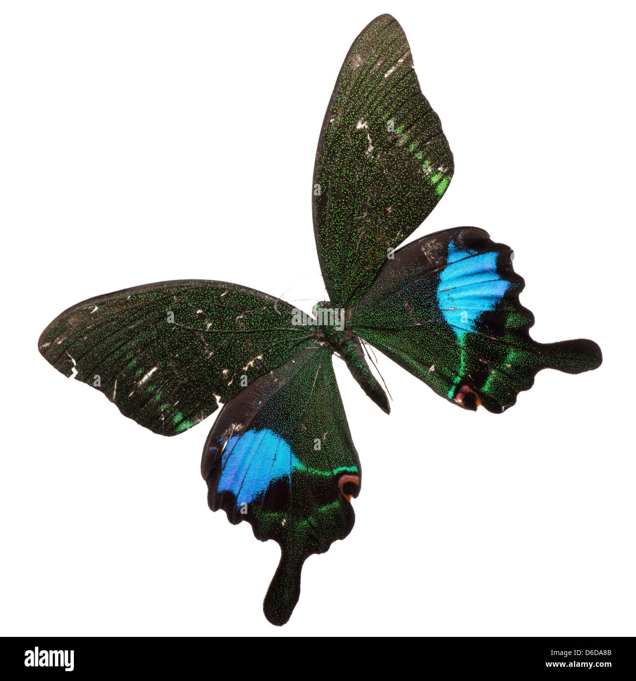 insect butterfly isolated Stock Photo - Alamy