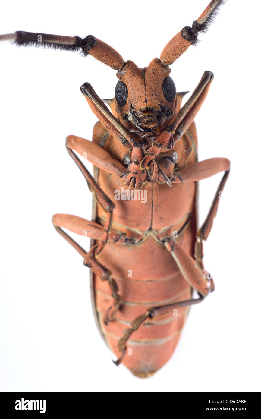longicorn longhorn beetle Stock Photo - Alamy