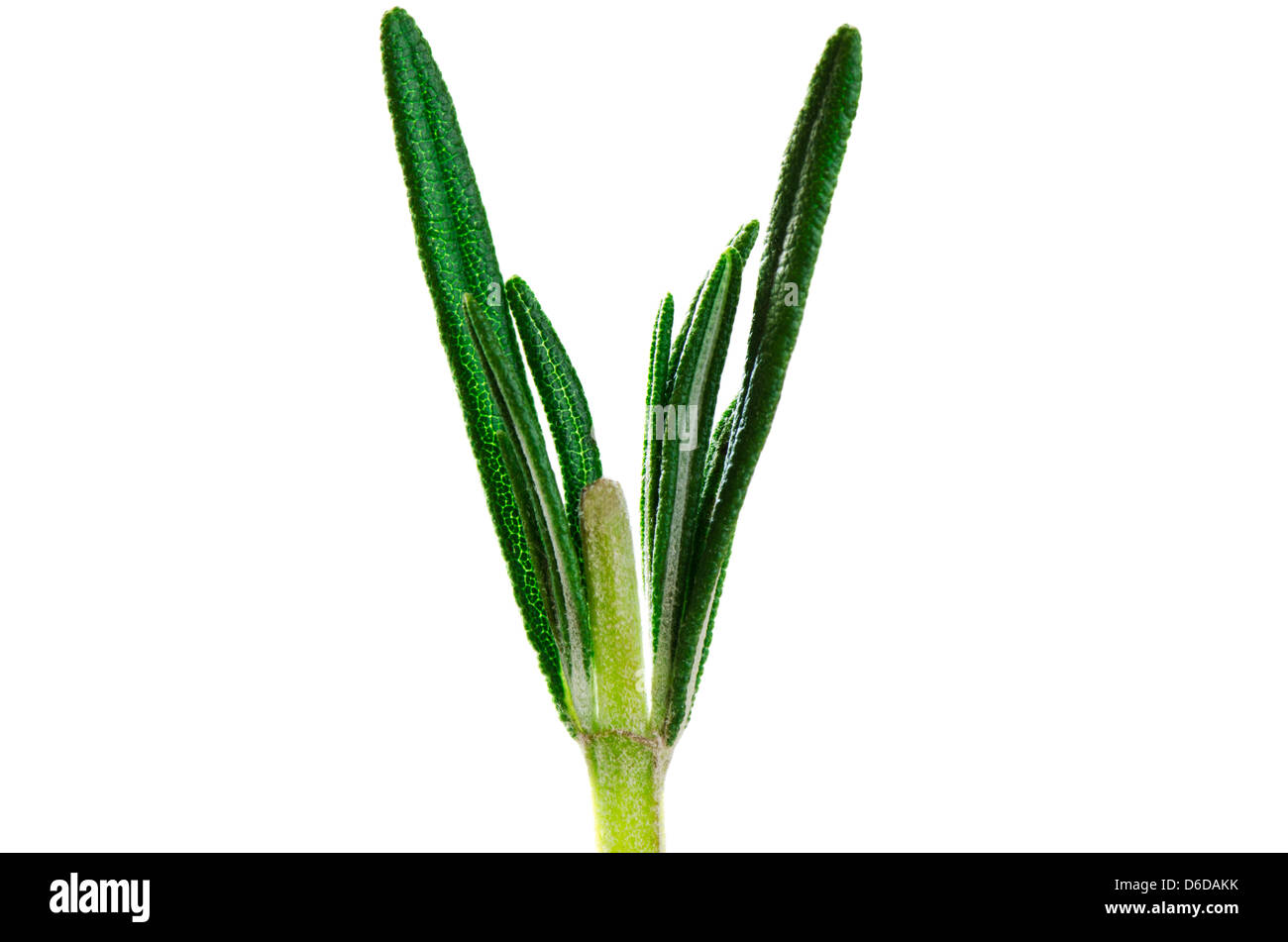 V Shaped Leaf High Resolution Stock Photography and Images - Alamy