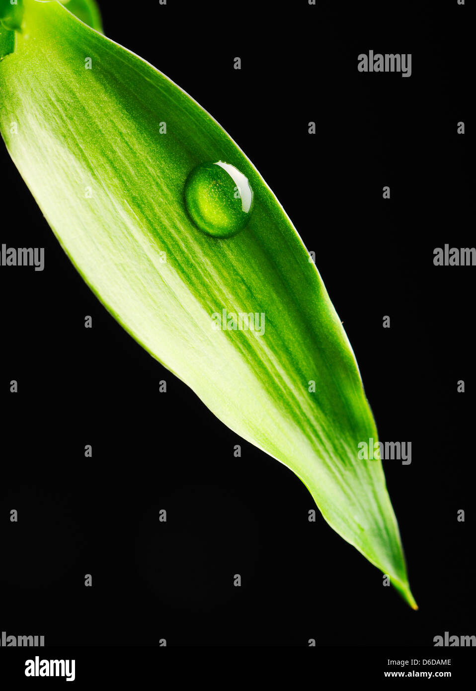 Water drop on leaf Stock Photo - Alamy