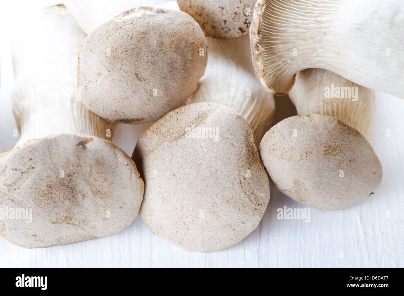 Abalone mushrooms hi-res stock photography and images - Alamy