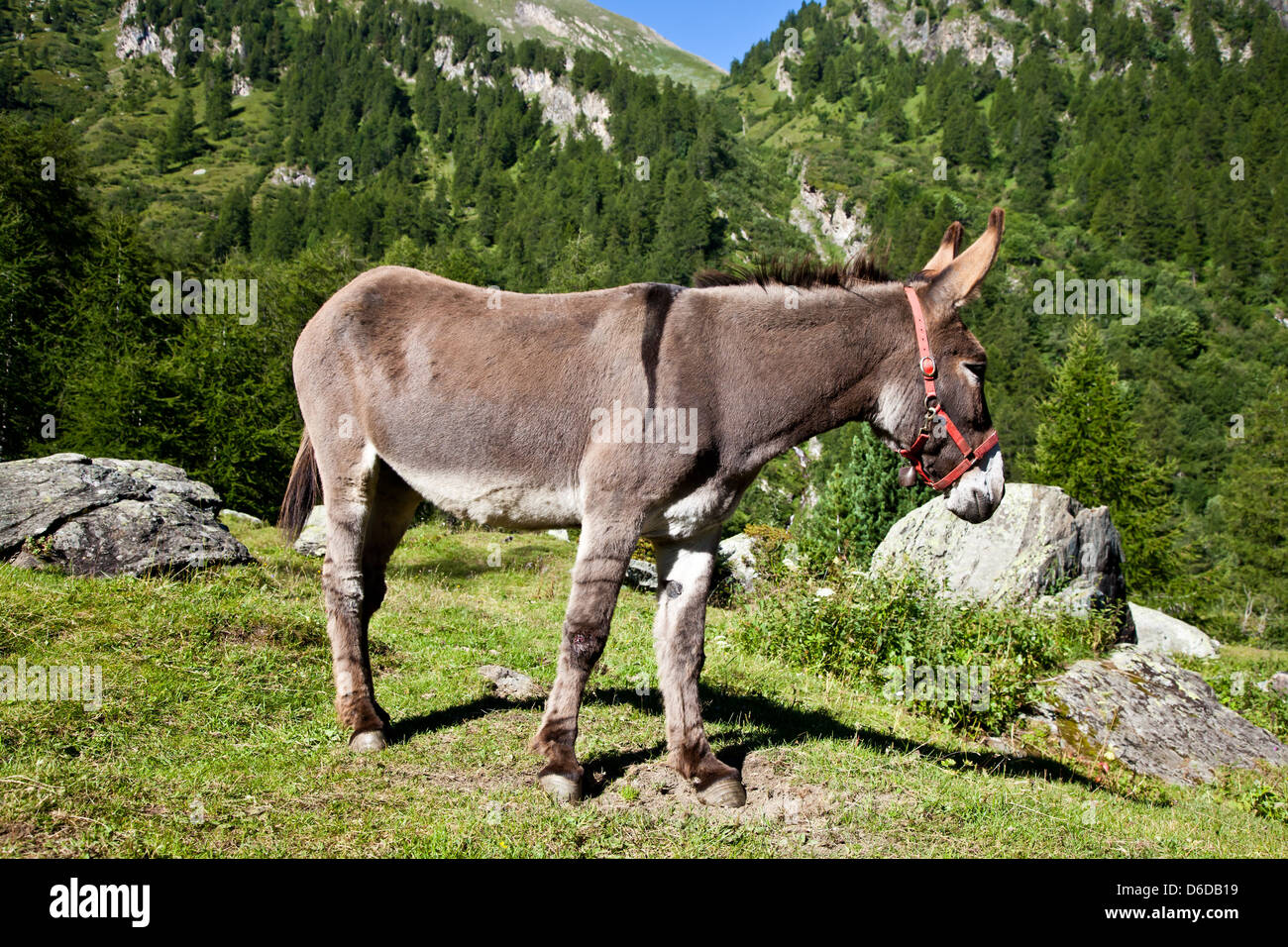 Donkey on Italian Alps Stock Photo - Alamy