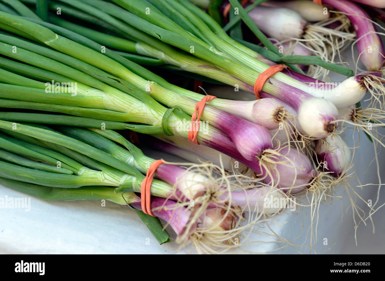 Bunches of fresh green onions are displayed for sale at a local farmers ...